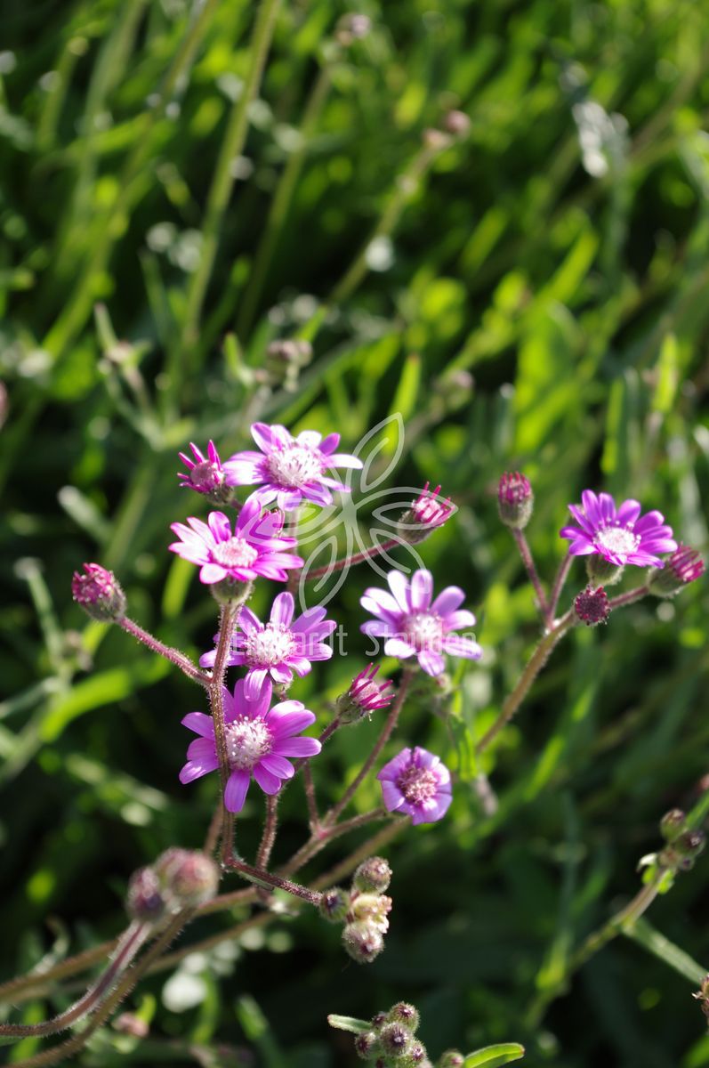 Senecio polyodon :: Online-Shop