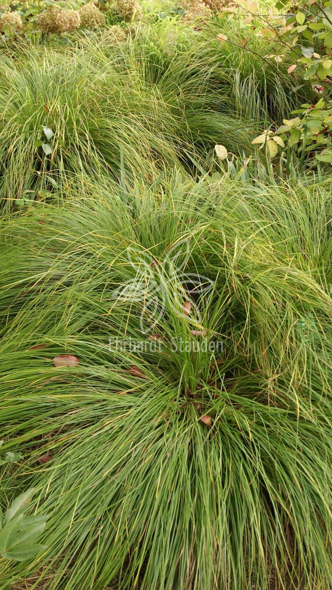 Carex species 'Kyoto' :: Online-Shop