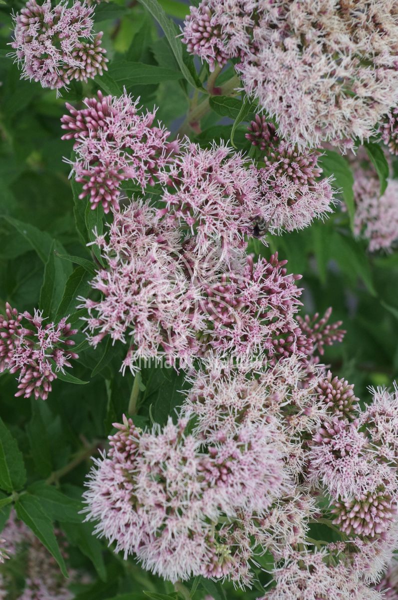 Eupatorium fistulosum 'Phantom' -R- :: Online-Shop