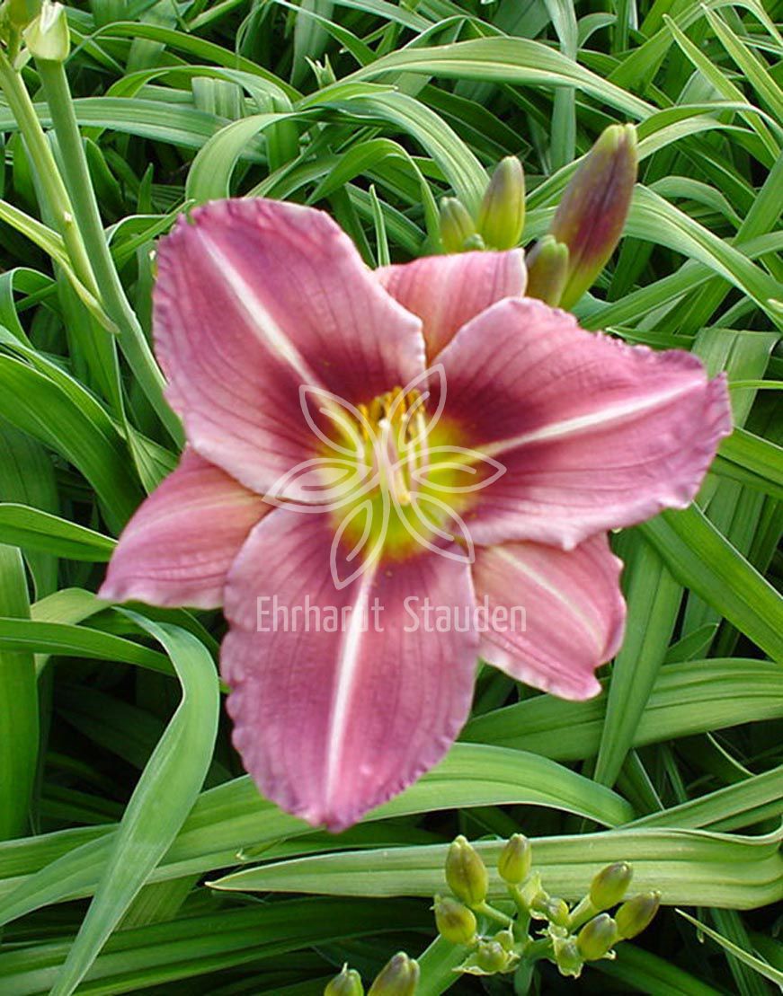 Hemerocallis x cultorum 'Crazy Lace' :: Online-Shop
