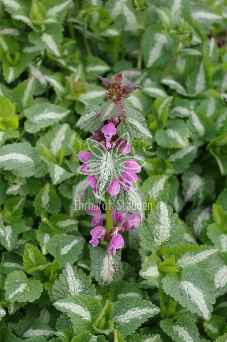 Lamium maculatum 'Shell Pink' :: Online-Shop