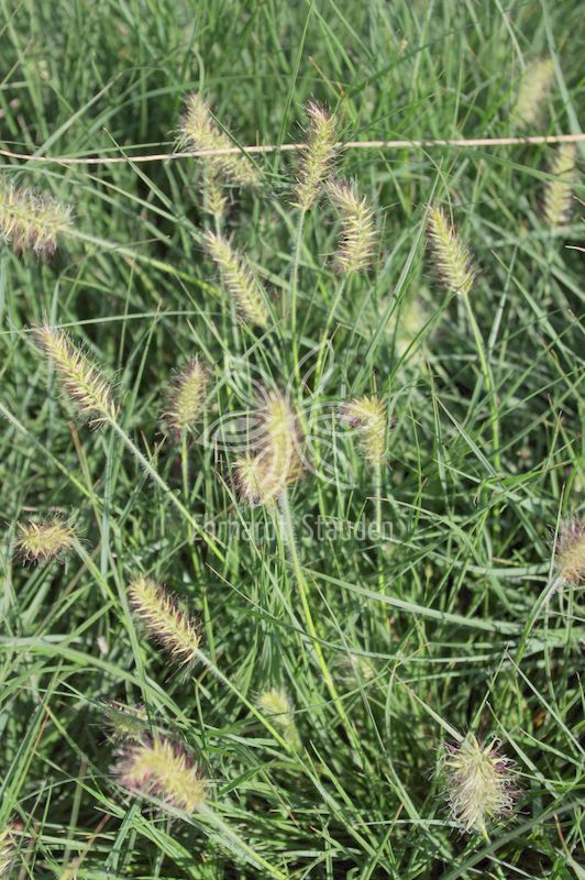 Pennisetum alopecuroides 'Little Bunny' :: Online-Shop