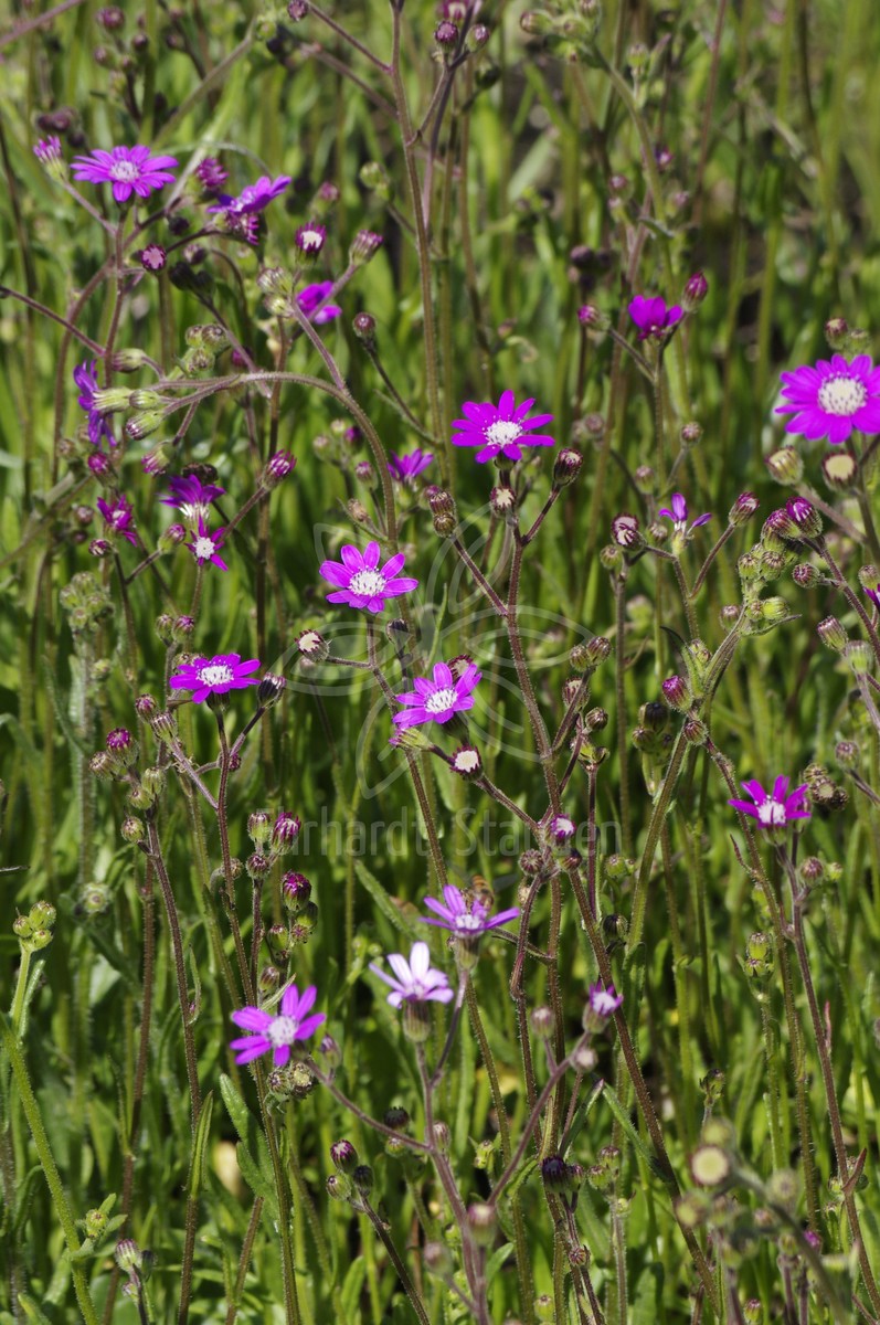 Senecio polyodon :: Online-Shop