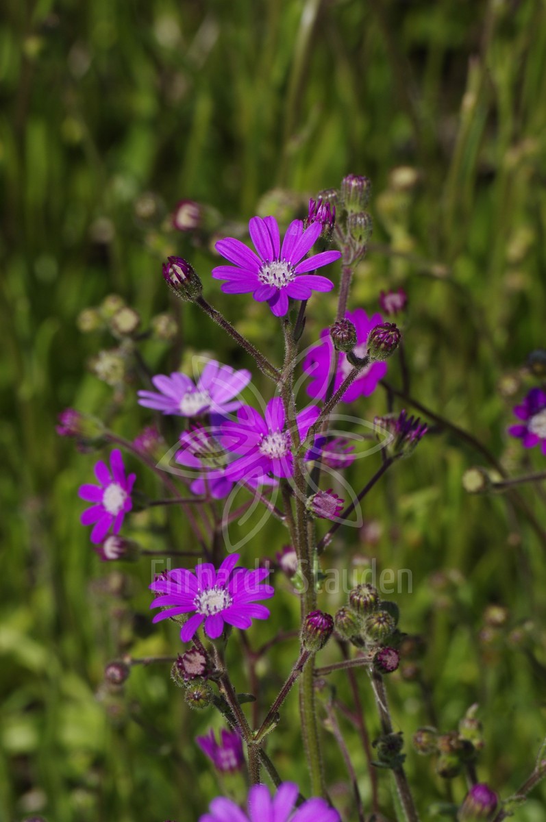 Senecio polyodon :: Online-Shop